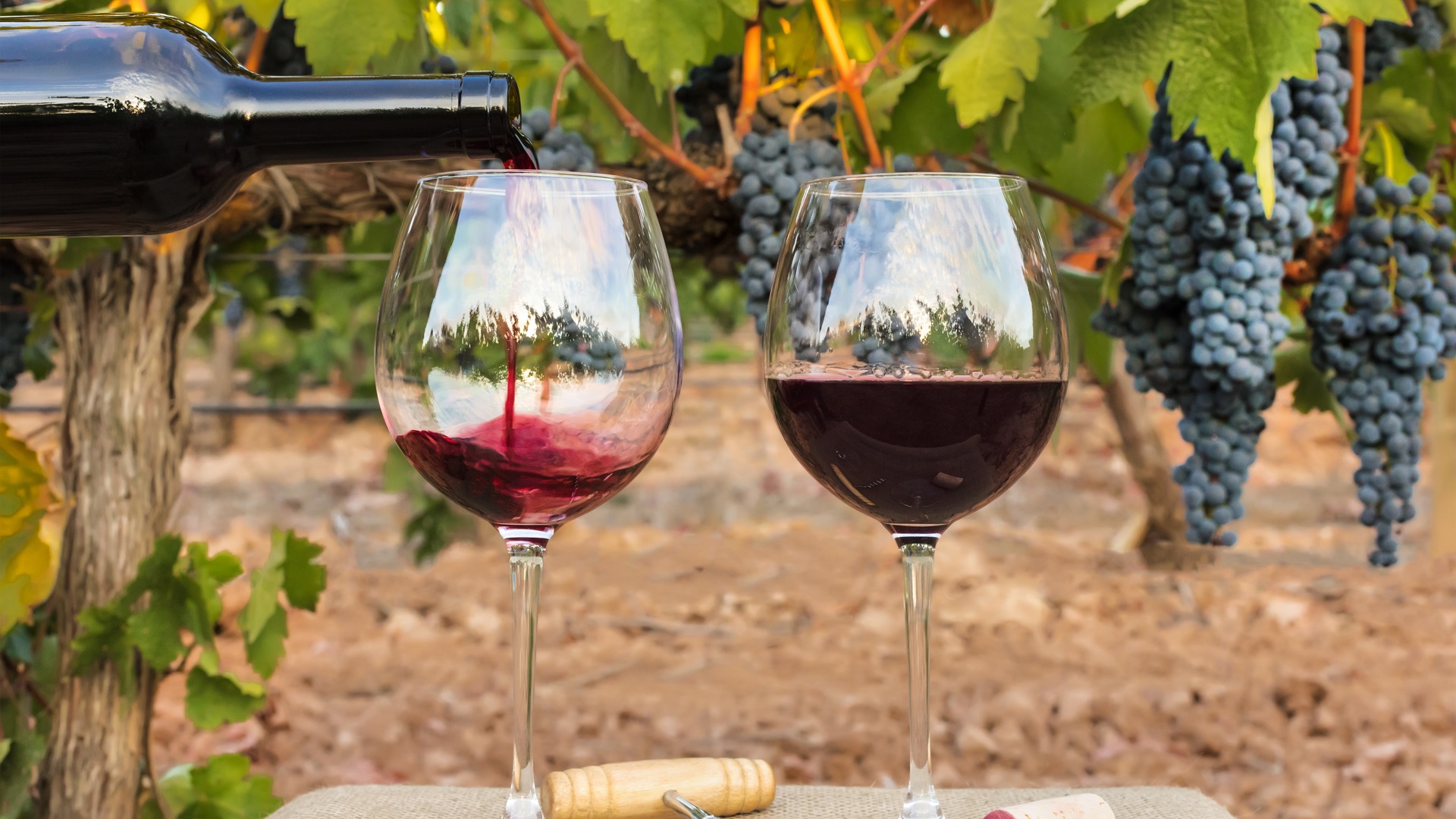 Atrévete a Conocer el Mejor Vino del Perú - Vinos Cascas